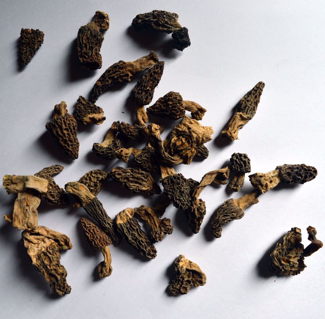 Dried Morel Mushrooms | Best Quality Morel Mushrooms | BUY ONLINE | ABK ...